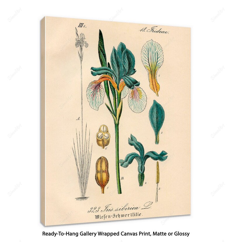 Blue and White Iris Botanical Print Giclee Print Botanical | Etsy