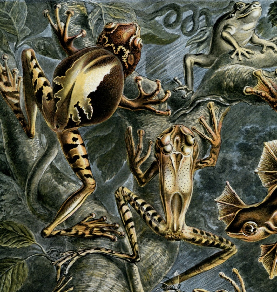 Science Poster, Frogs Poster, Frogs Science, Frogs Salamanders, Science ...