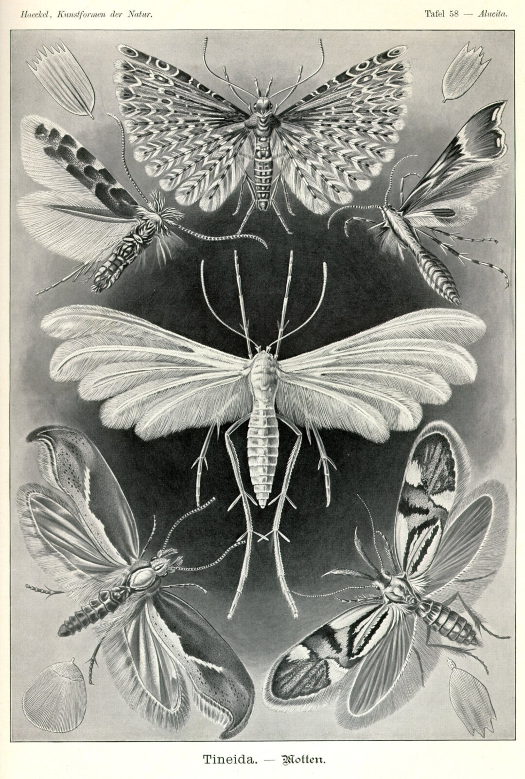 Haeckel Moth Scientific Illustration, Scientific Illustration, Moth ...