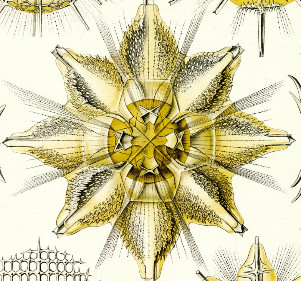 Nature Forms, Microscopic Art, Microscopic Forms, Art Forms ...