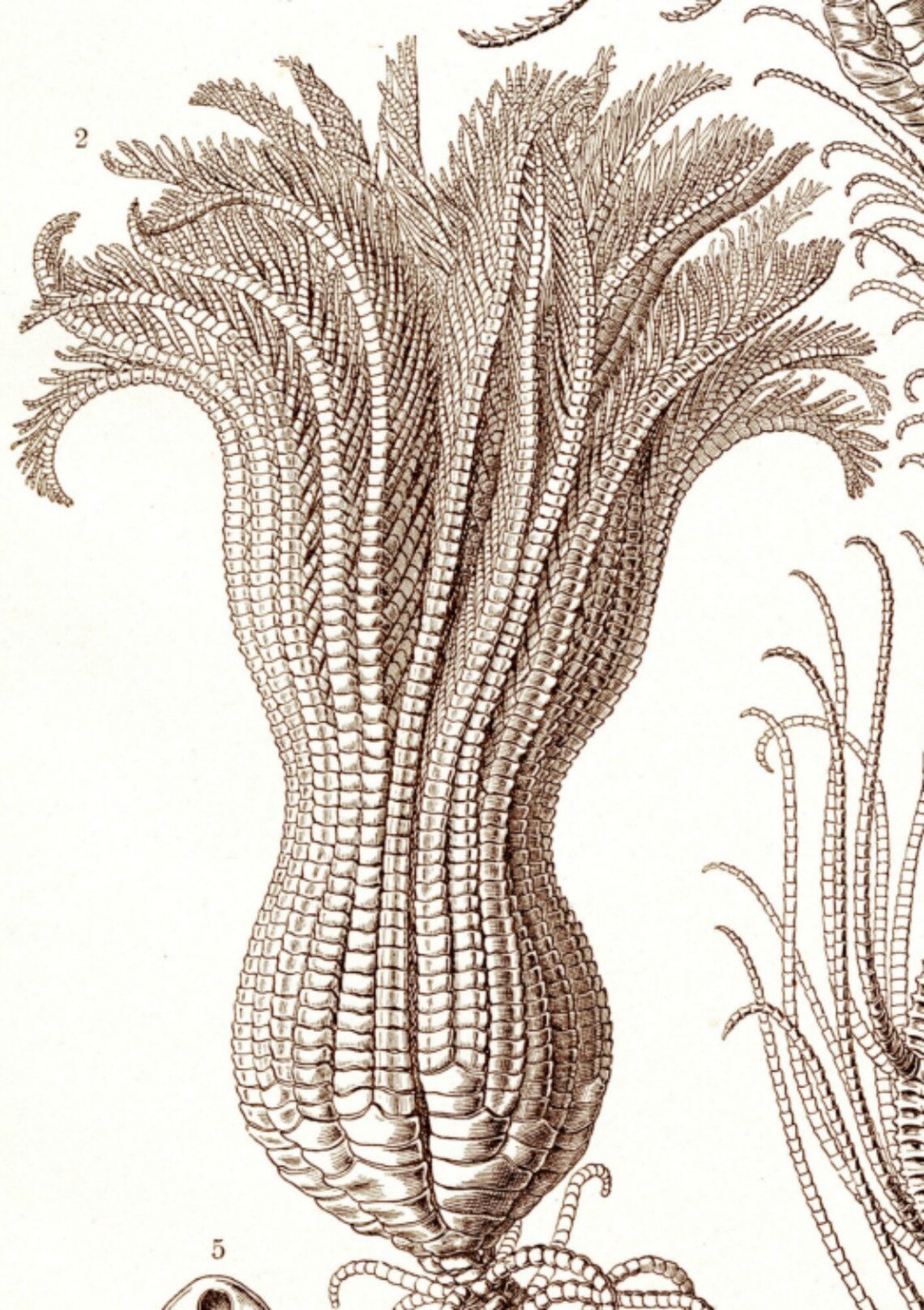 Sea Lilies, Scientific Art, Art Scientific, Lilies Art, Sea Art, Art ...