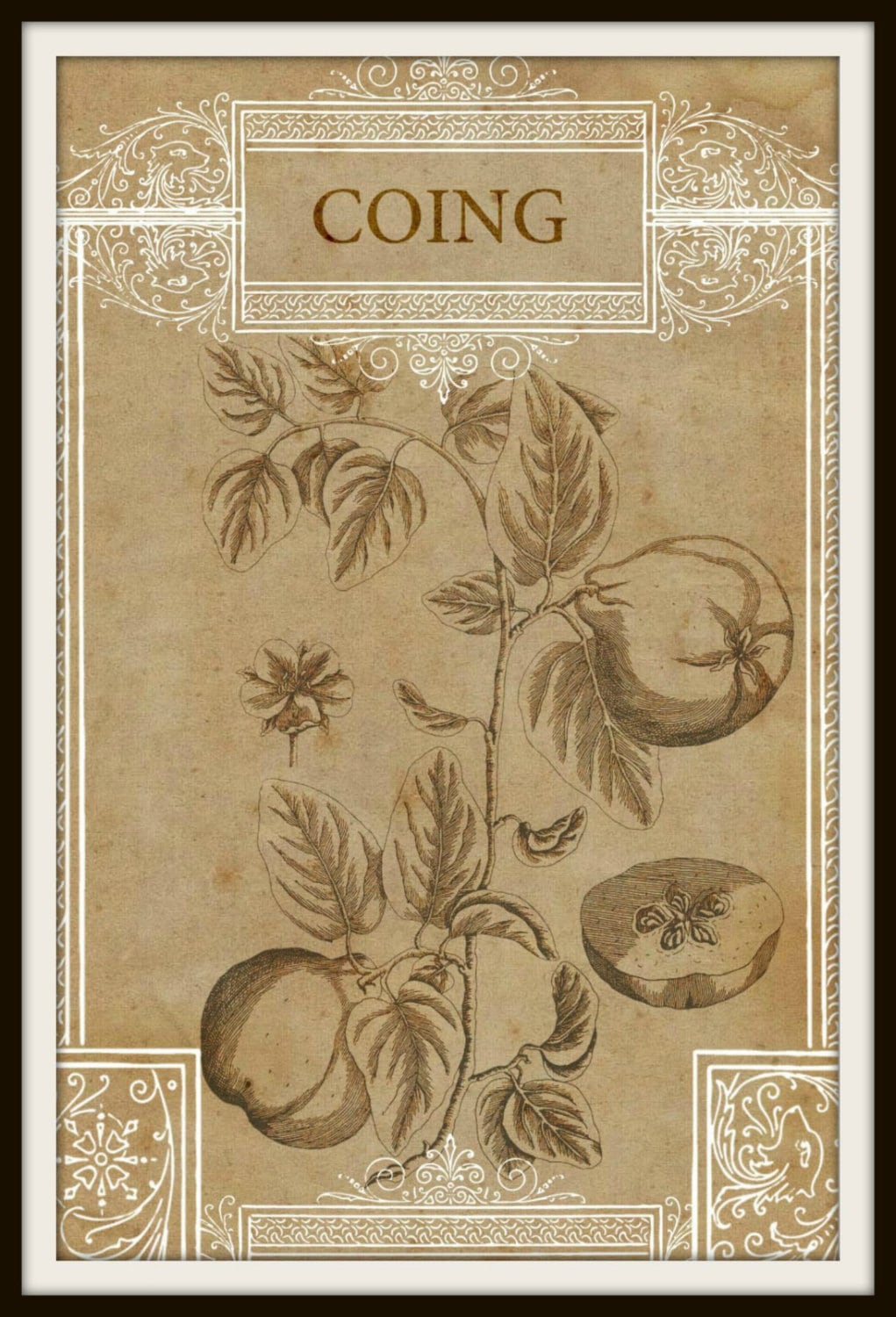 Quince French Quince Vintage Botanical Art Quince Art - Etsy