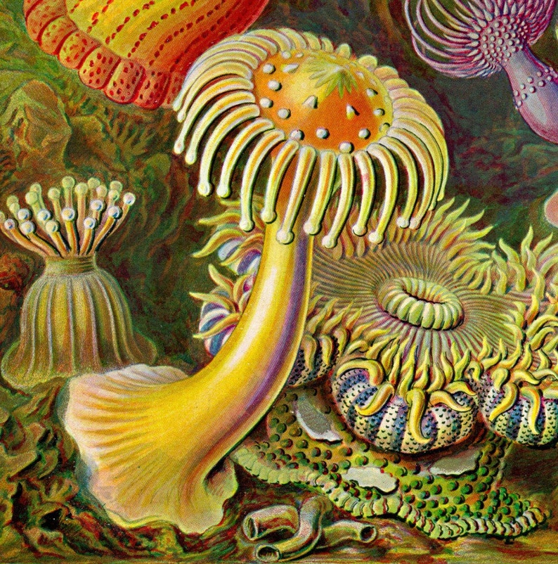 Coastal Decor, Ernst Haeckel, Sea Anemone, Giclee Print, Art Nouveau ...