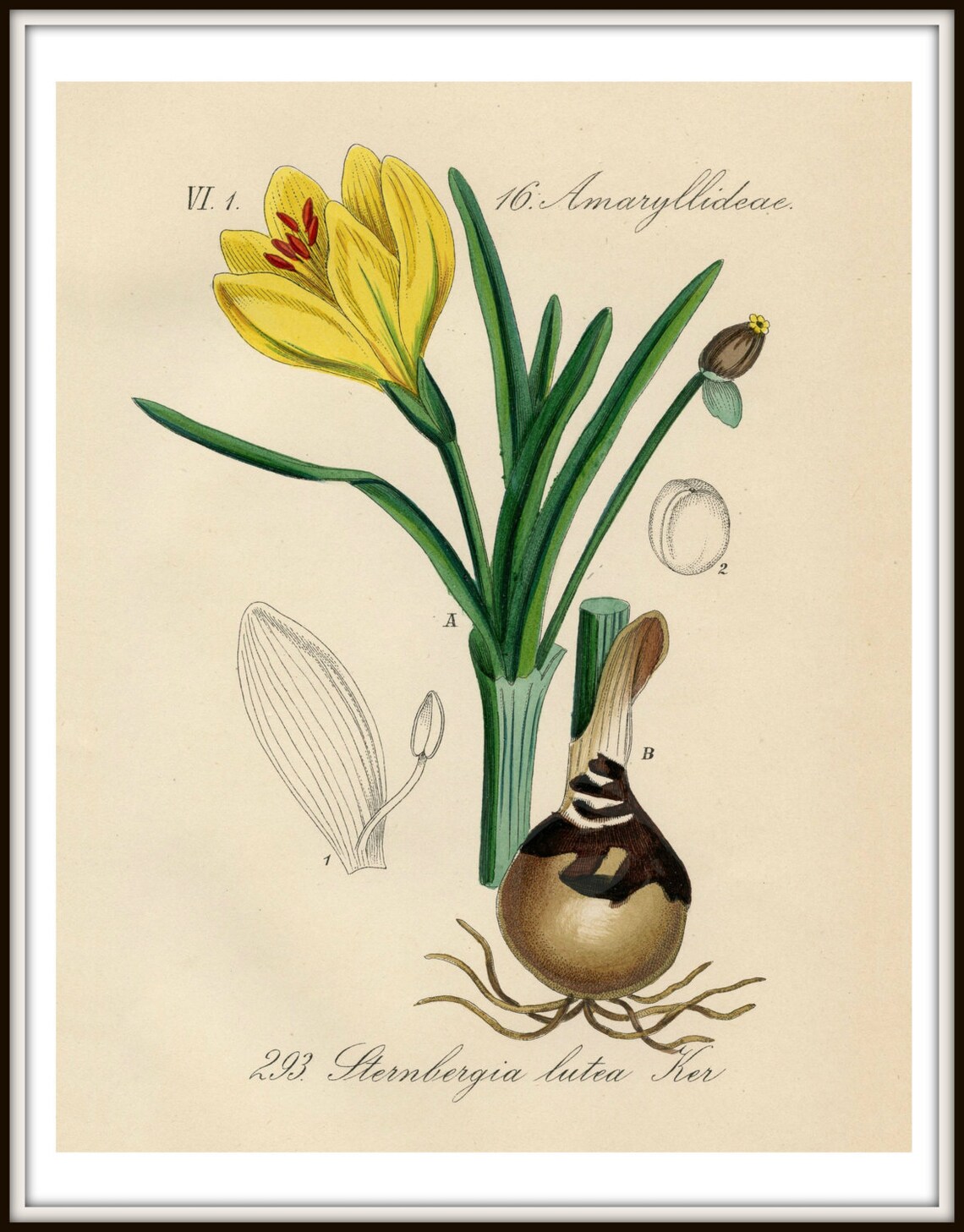 Yellow Crocus Botanical Illustration Crocus Yellow Yellow - Etsy