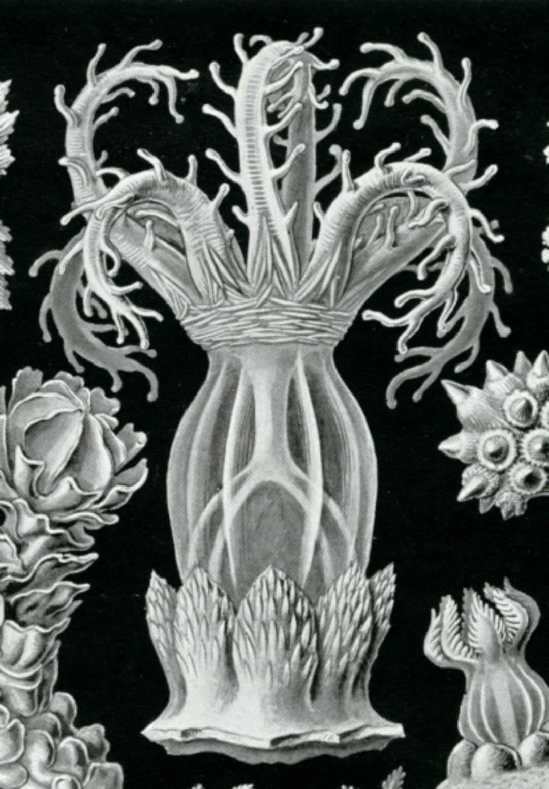 Coral Drawing, Science Drawing, Coral Sea, Sea Drawing, Drawing Coral ...