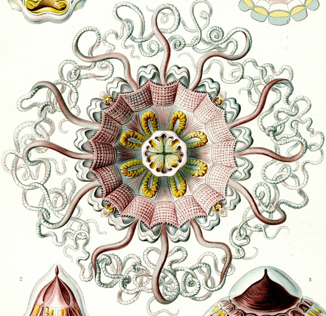 Science Drawing, Medusa Science, Medusa Drawing, Jellyfish Drawing ...