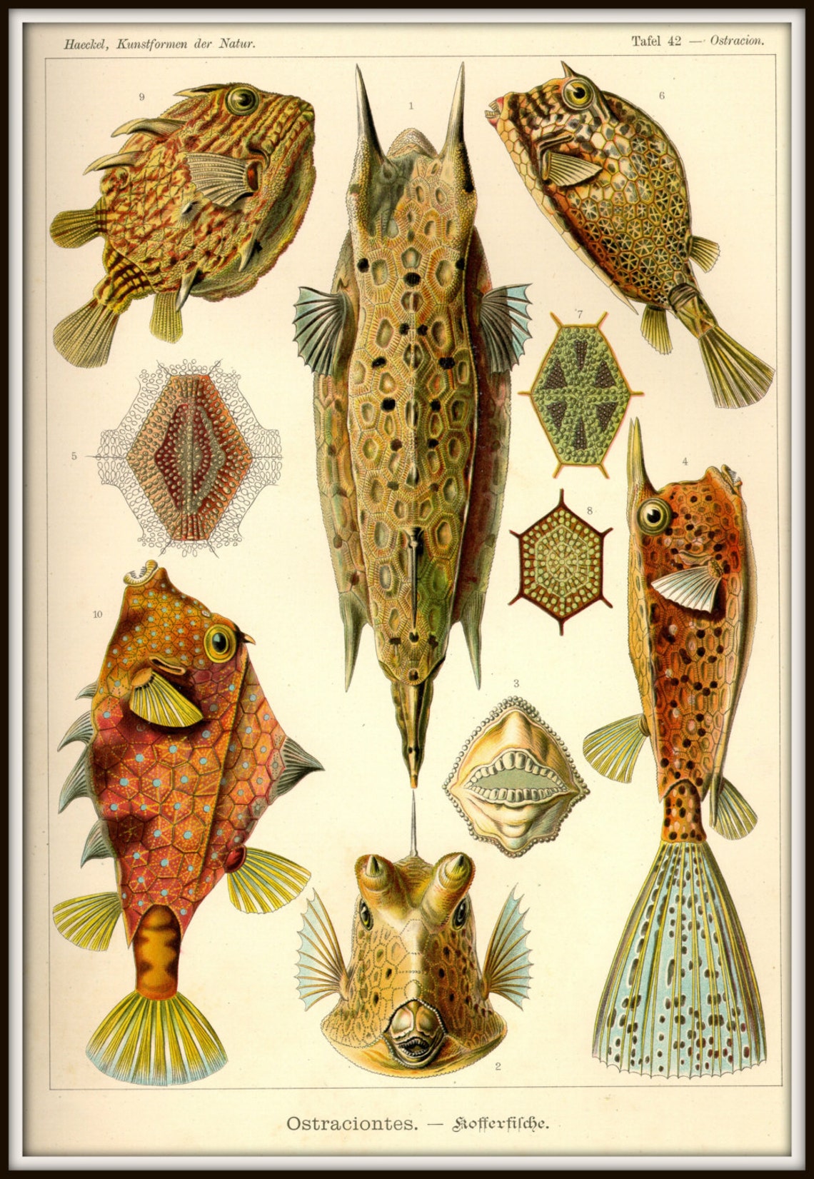 Scientific Illustration Fish Illustration Fish Scientific | Etsy