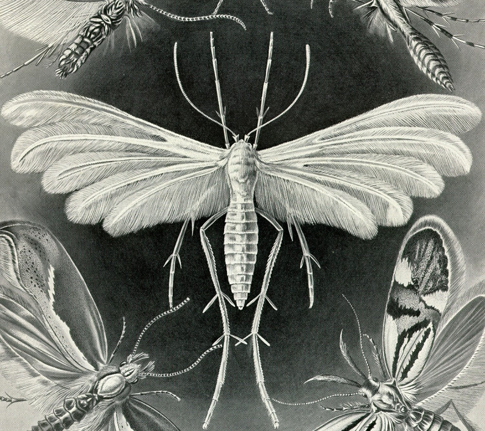 Haeckel Moth Scientific Illustration, Scientific Illustration, Moth ...