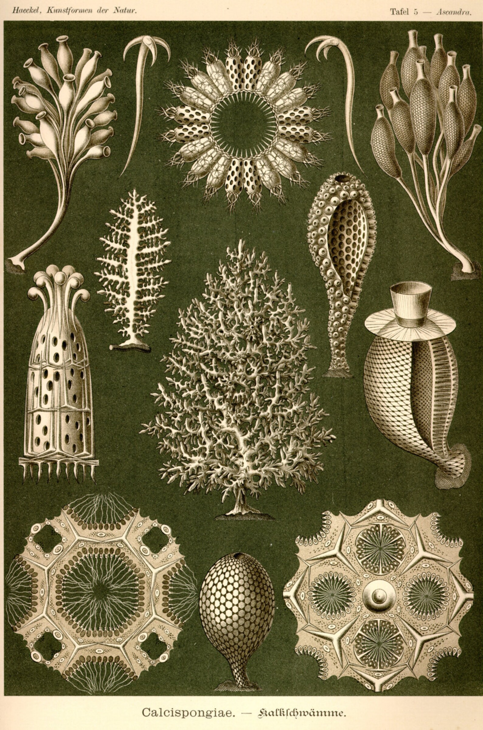 Sea Sponges Scientific Illustration Sponges Sea Sea - Etsy
