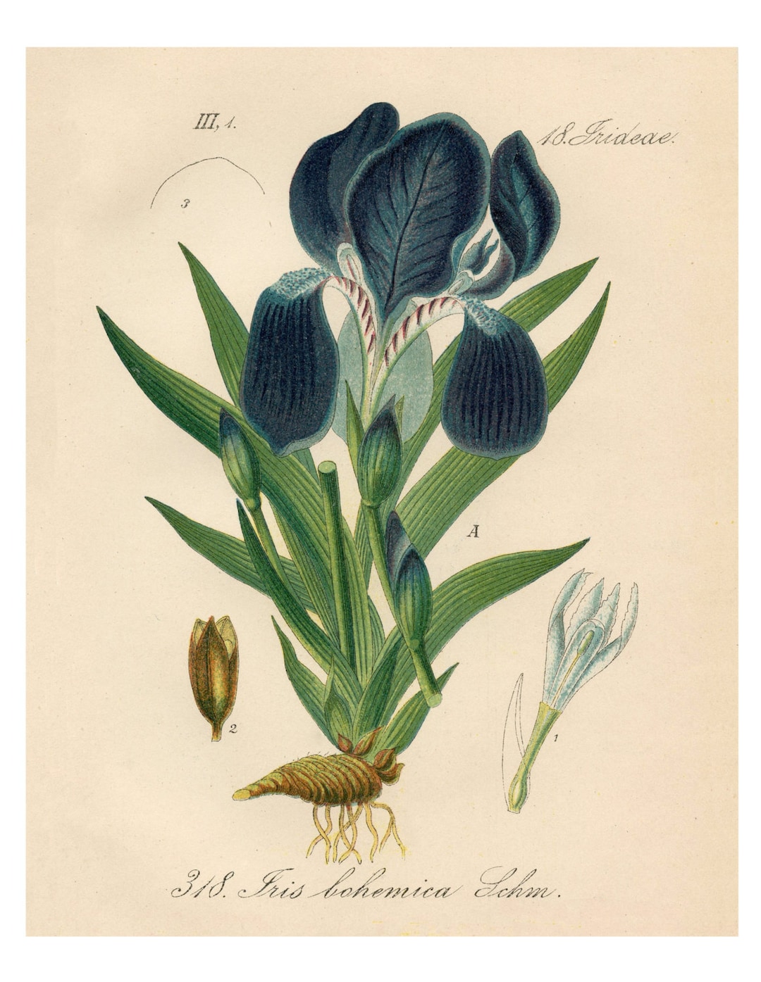 Botanical Print, Purple Iris, Giclee Print, Botanical Illustration ...