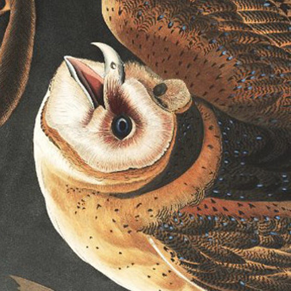 Barn Owl James Audubon Barn Owl Print Barn Owl Wall - Etsy Sweden