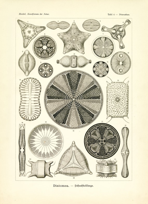 Phytoplankton Drawing
