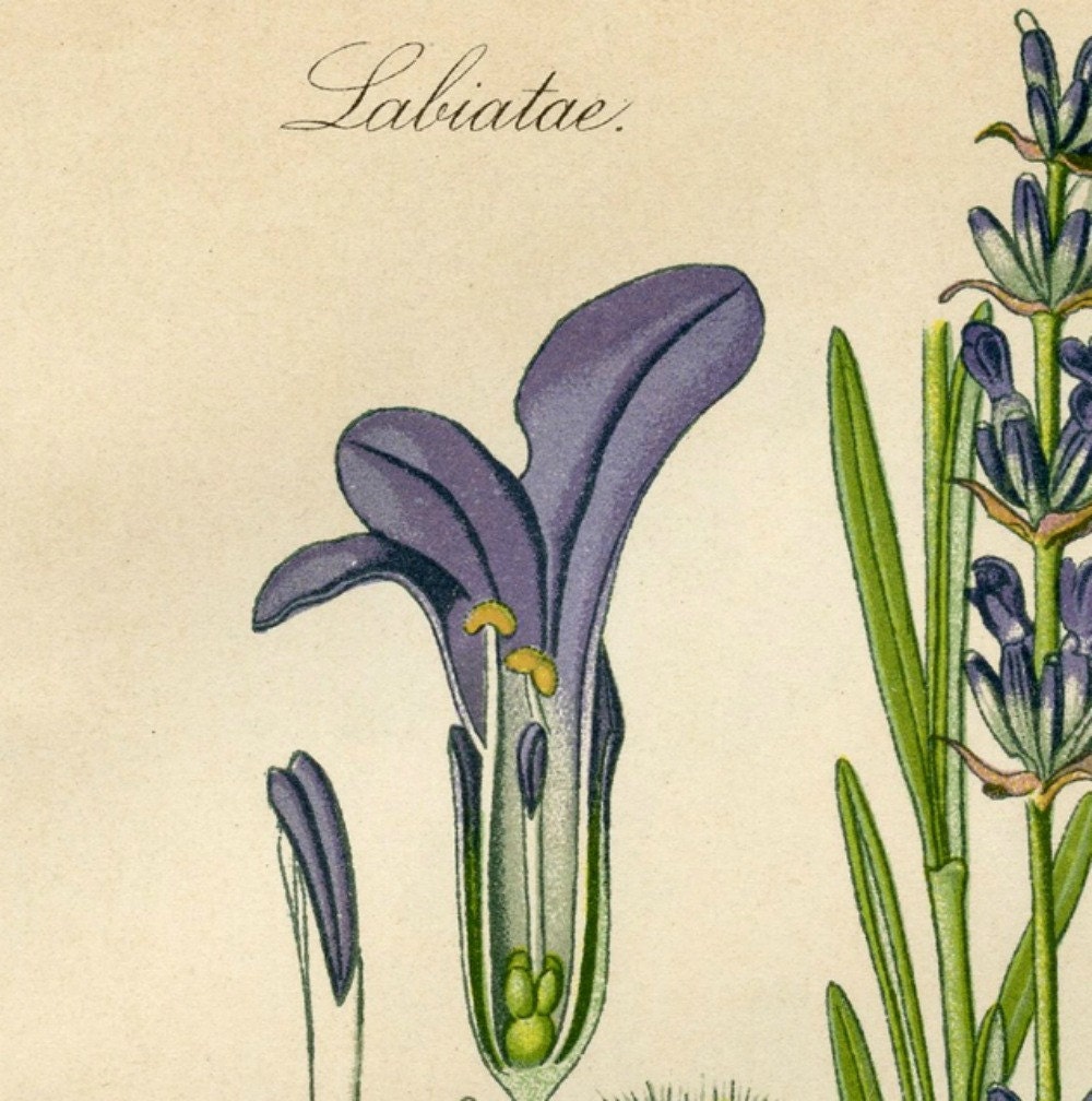 Lavender Botanical Drawing, Lavender Drawing, Botanical Drawing ...