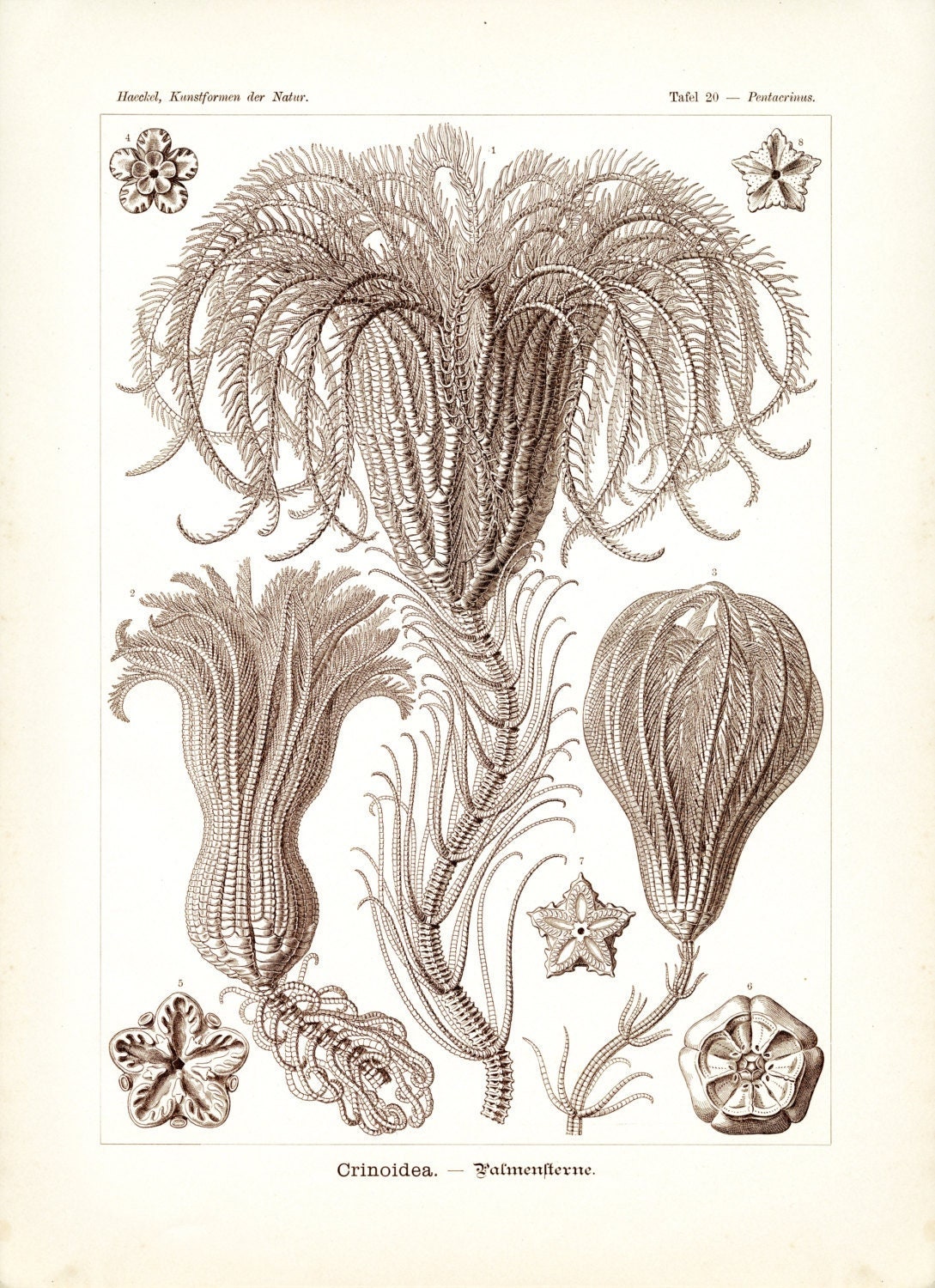 Sea Lilies, Scientific Art, Art Scientific, Lilies Art, Sea Art, Art ...