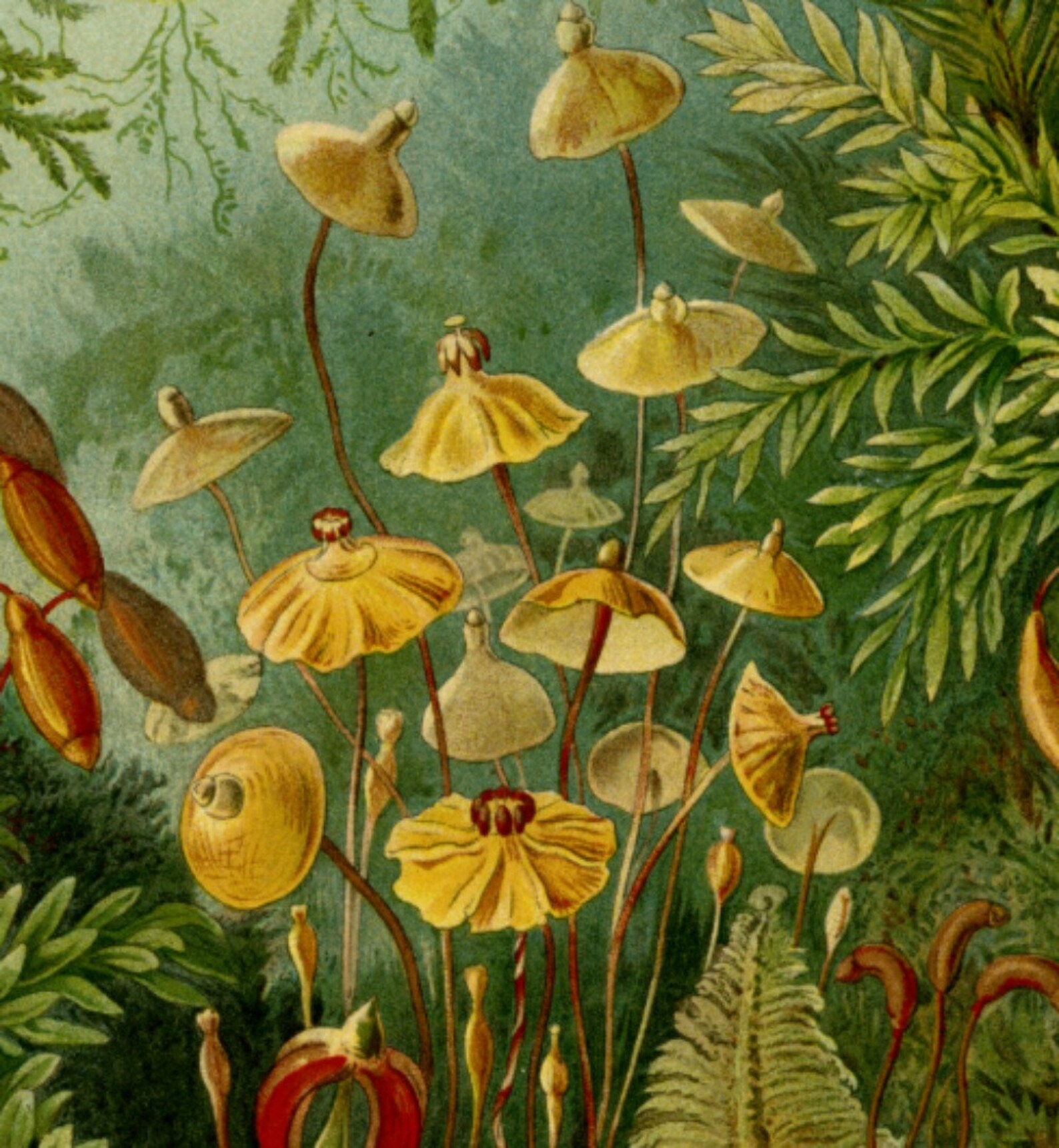 Botanical Print Moss Print Moss Forest Forest Moss Forest - Etsy