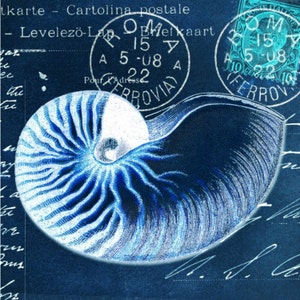 Seashell Drawing, Drawing Seashell, Blueprint Drawing, Drawing ...