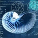 Seashell Drawing, Drawing Seashell, Blueprint Drawing, Drawing ...