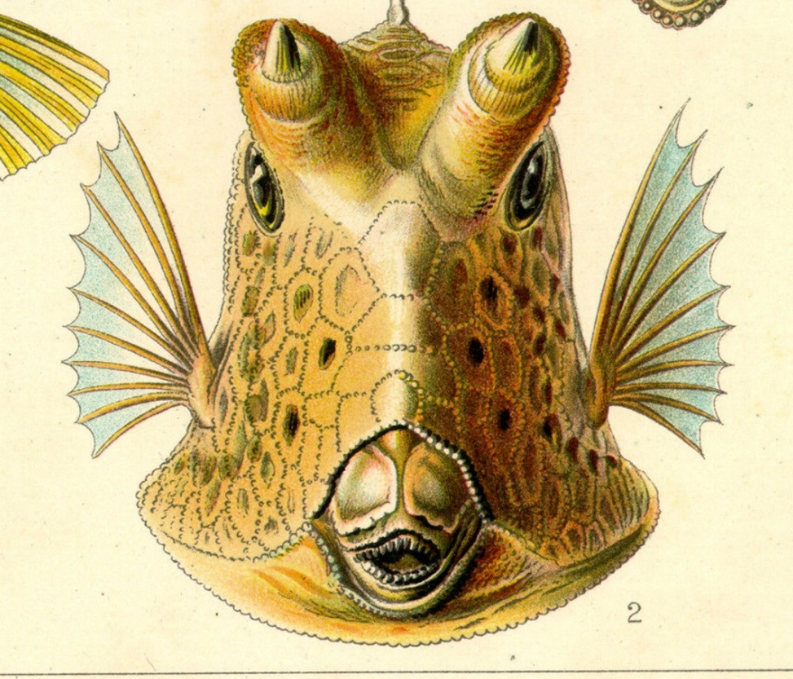 Scientific Illustration Fish Illustration Fish Scientific - Etsy