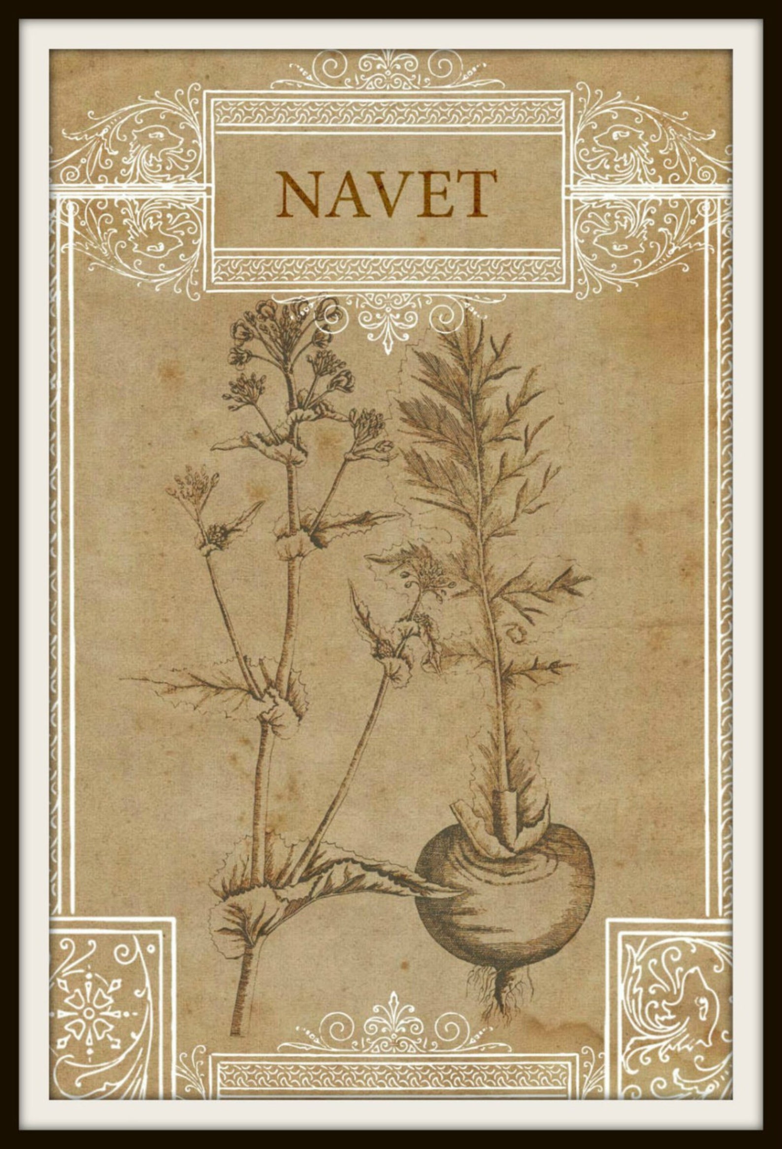 Turnip Drawing Turnip French French Turnip French - Etsy