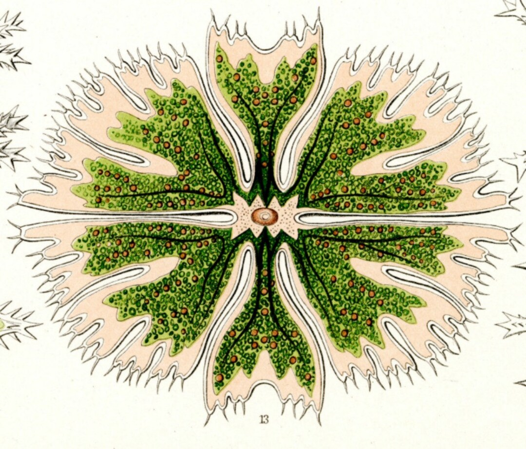 Green Algae, Algae Green, Algae Art, Green Scientific, Art Green ...