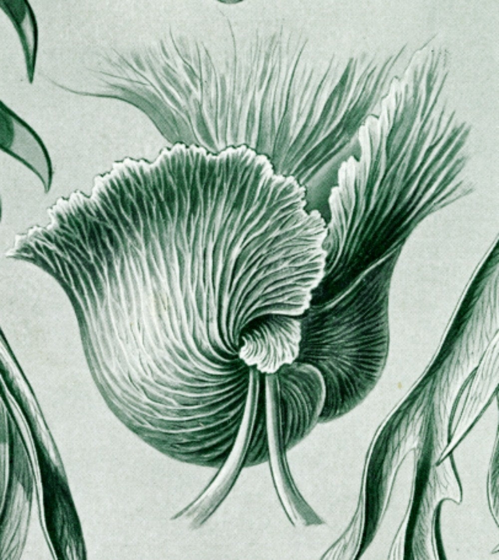 Ernst Haeckel Ferns Drawing Ernst Haeckel Drawing Haeckel - Etsy