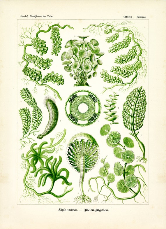 Green Algae Drawing