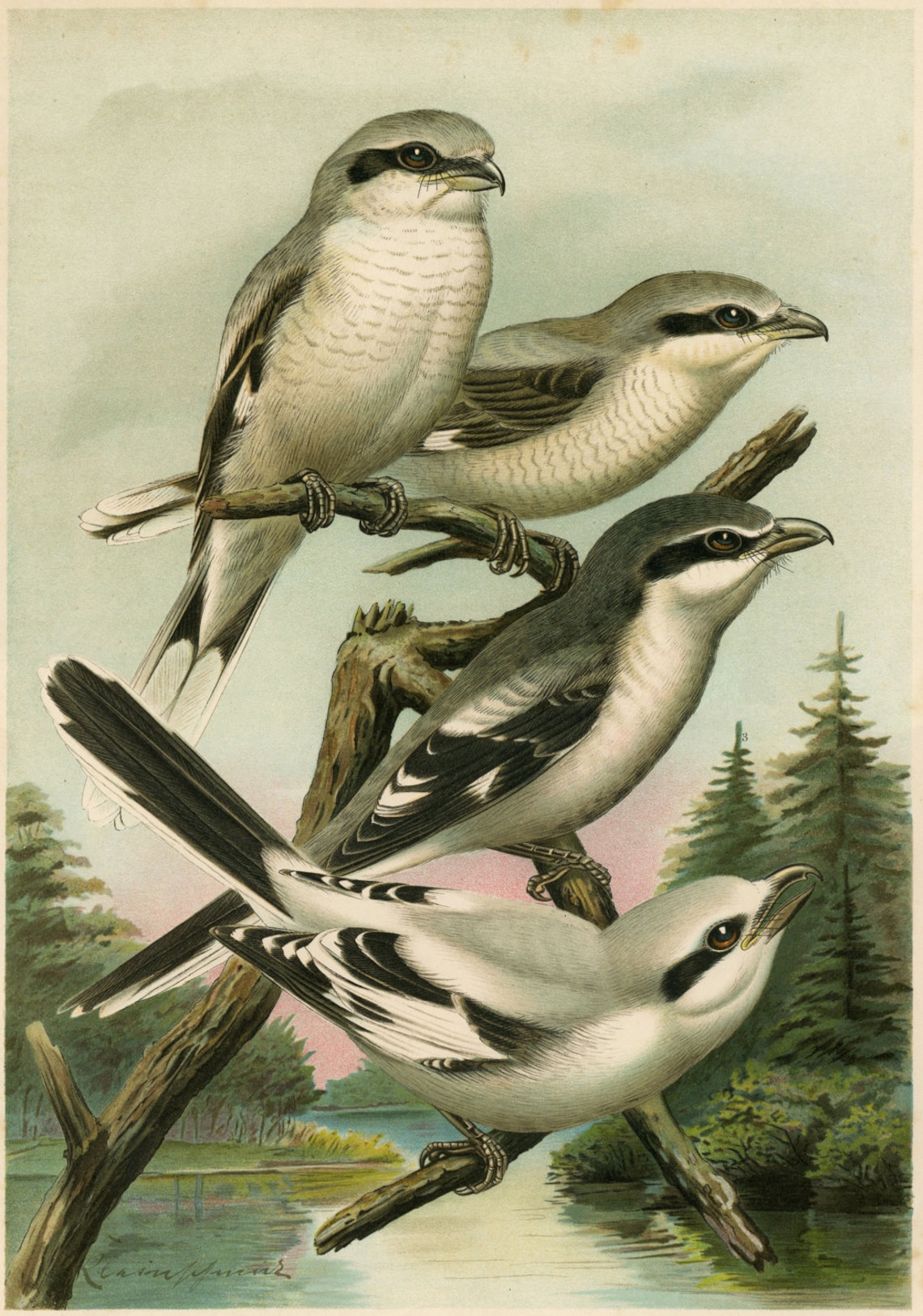 Shrike Bird Bird Art Bird Shrike Art Bird Art Decor Decor - Etsy