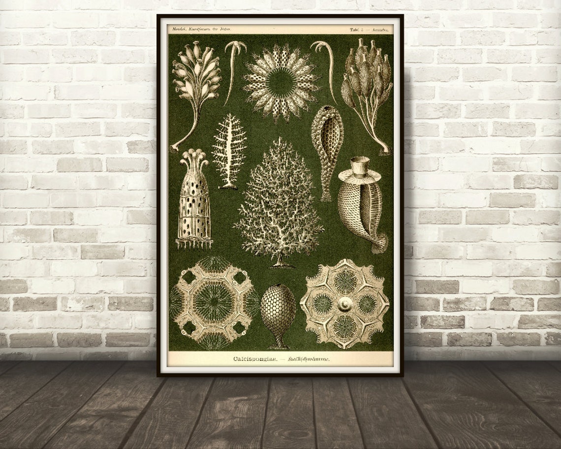 Sea Sponges Scientific Illustration Sponges Sea Sea - Etsy
