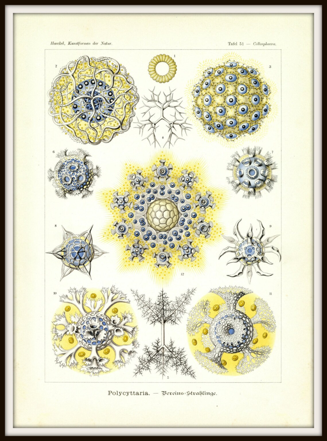 Marine Biology Biology Art Biology Marine Marine Art Art | Etsy