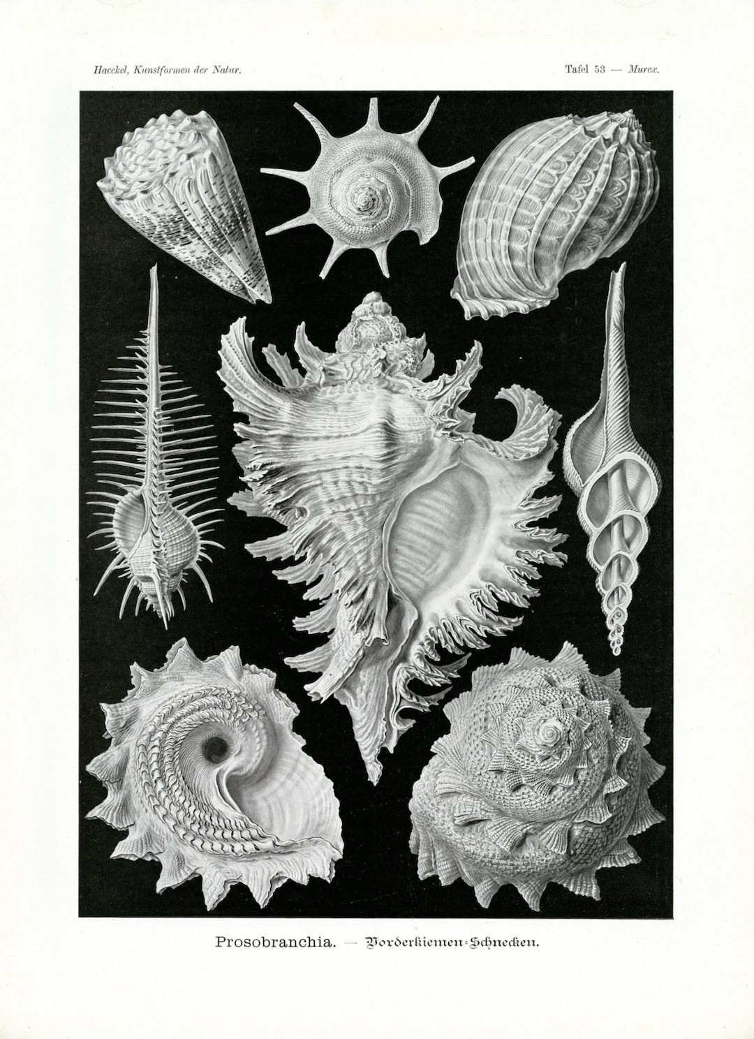 Sea Shells, Scientific Illustration, Sea Illustration, Sea Shells ...