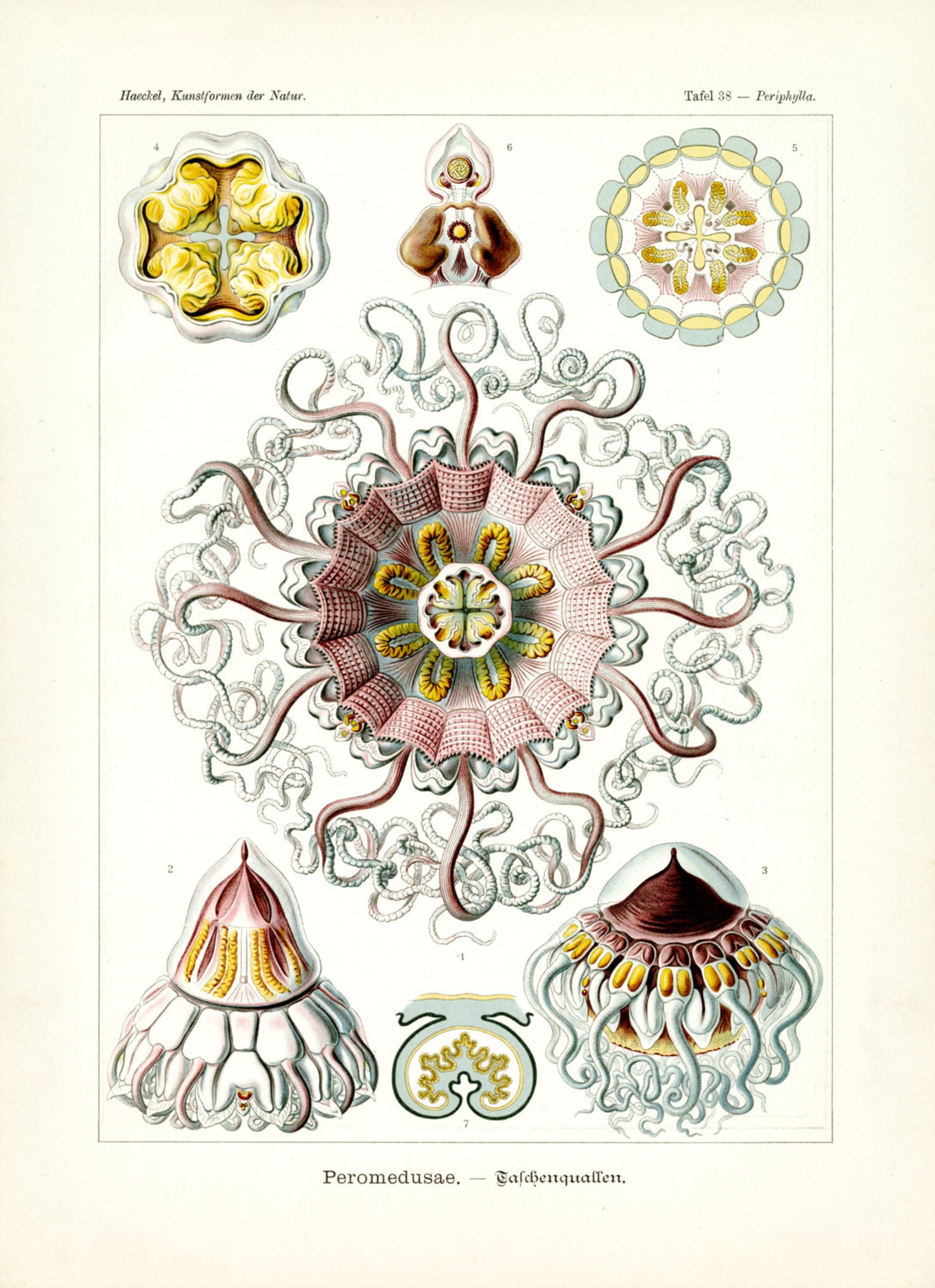 Science Drawing Medusa Science Medusa Drawing Jellyfish - Etsy