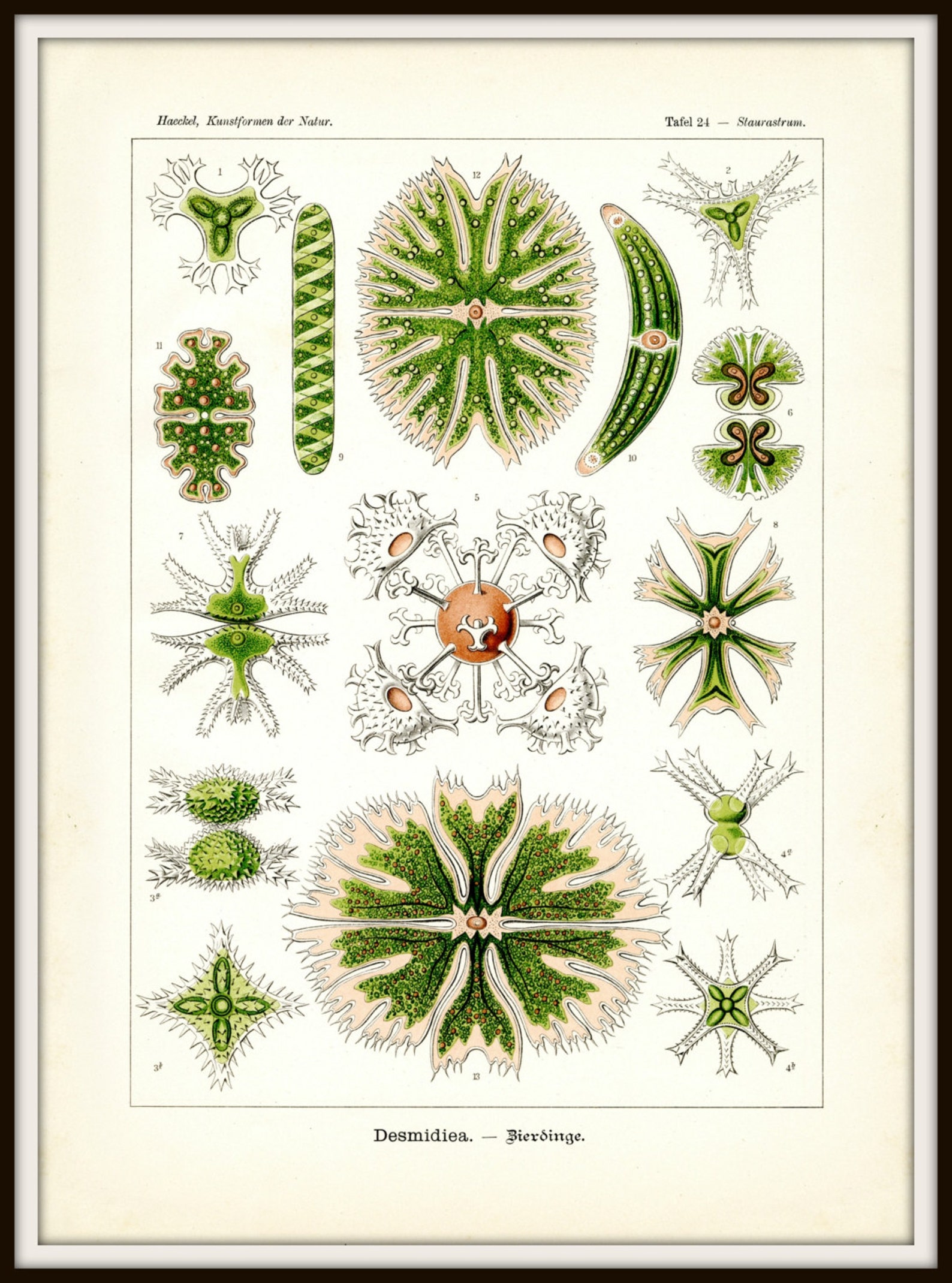 Green Algae, Algae Green, Algae Art, Green Scientific, Art Green ...
