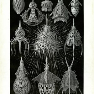 Sea Plankton, Plankton Drawing, Plankton Sea, Scientific Drawing ...