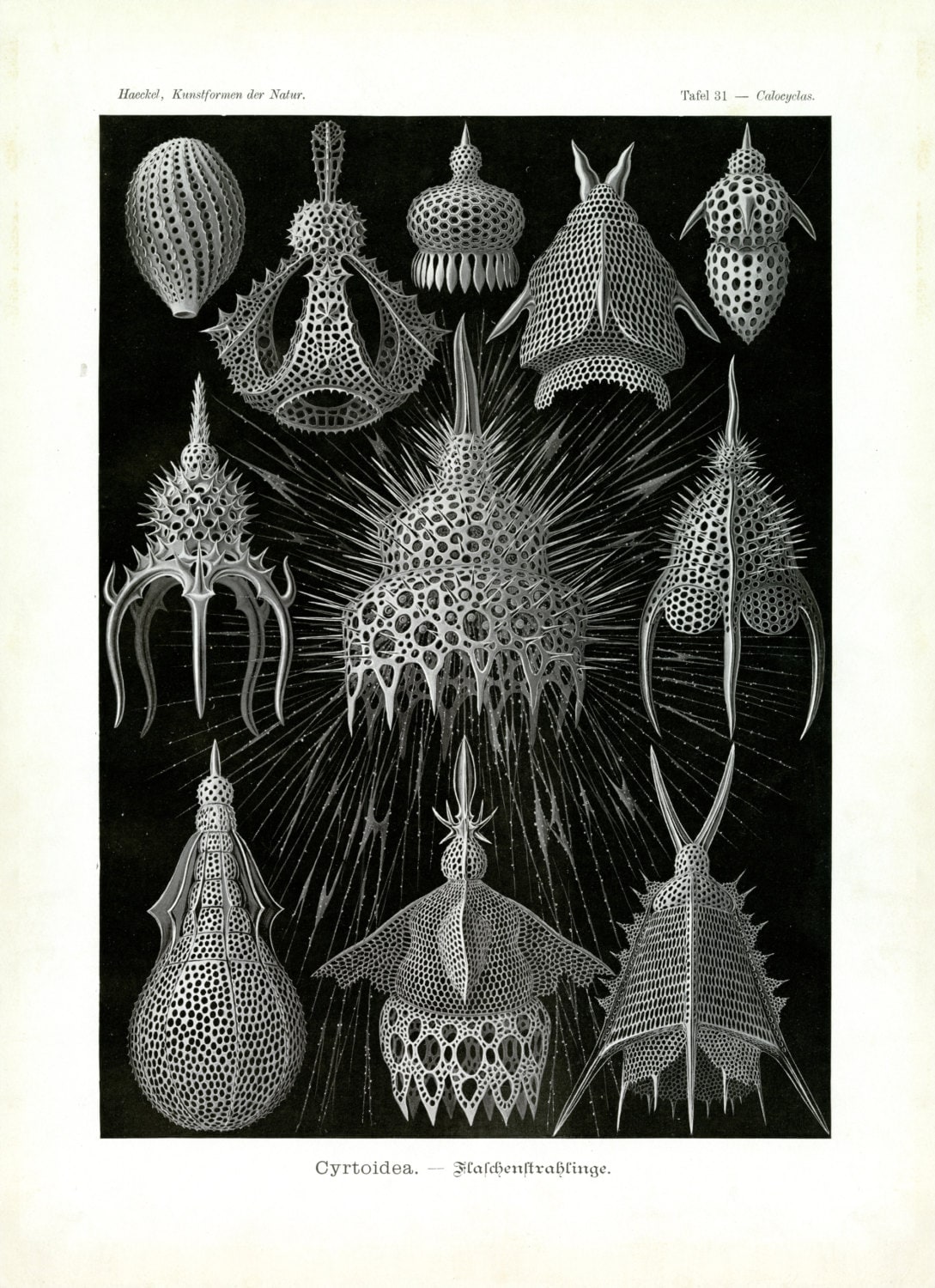 Sea Plankton Plankton Drawing Plankton Sea Scientific - Etsy