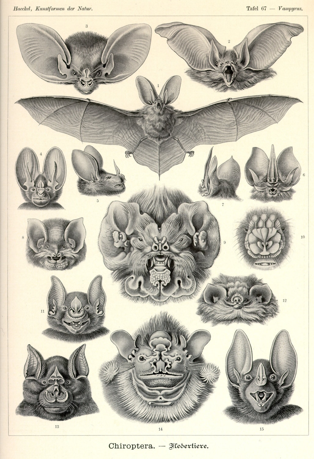 Vampire Bats Art Nouveau Art Print Ernst Haeckel Vintage - Etsy