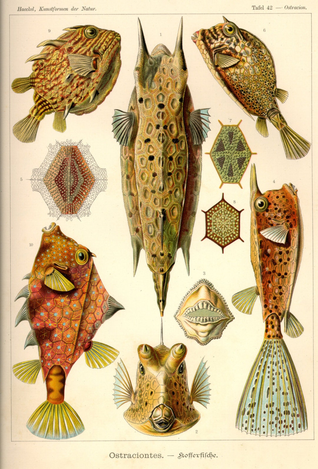 Scientific Illustration, Fish Illustration, Fish Scientific, Scientific ...