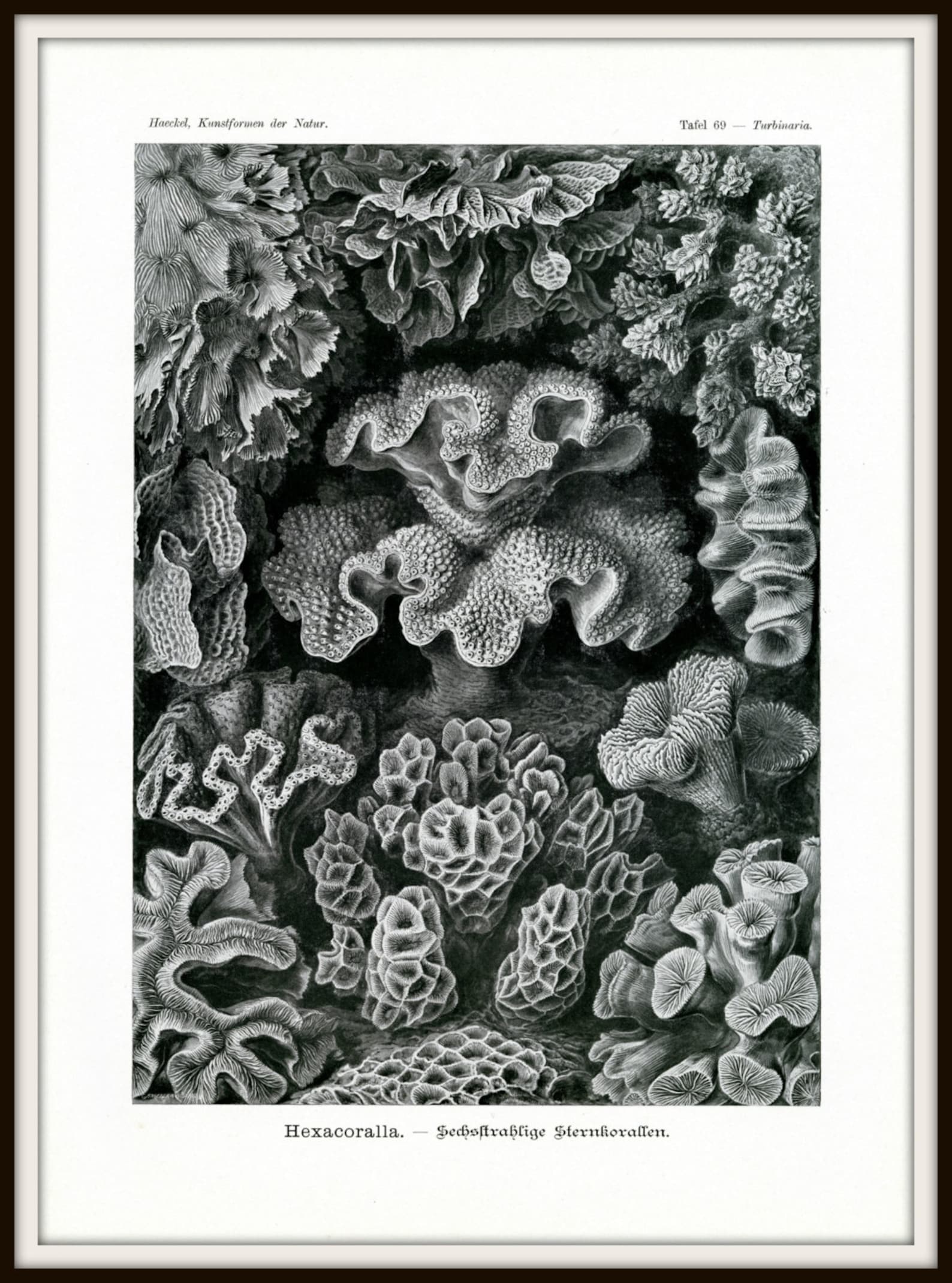Scientific Art Coral Sea Art Scientific Sea Coral - Etsy