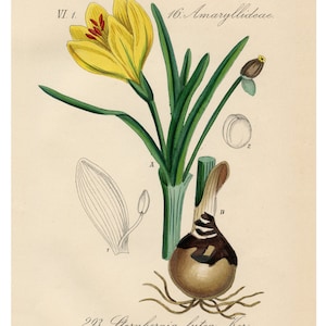 Yellow Crocus Botanical Illustration, Crocus Yellow, Yellow ...