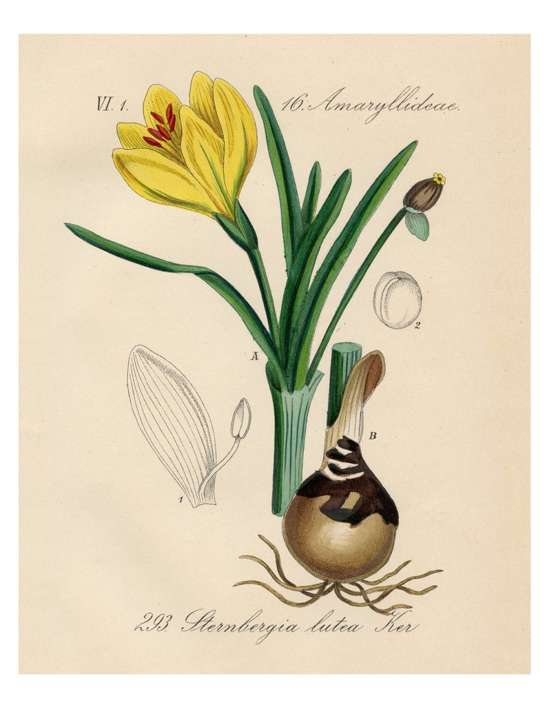 Yellow Crocus Botanical Illustration Crocus Yellow Yellow - Etsy