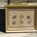 Pen and Ink Shell Diagram Drawing Print 8x10 Vintage -like Sea Shore ...