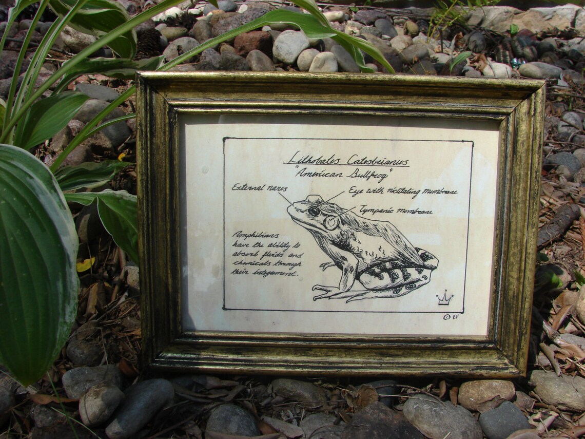 Pen and Ink American Bullfrog Frog Print 5x7 Vintage -like Science ...