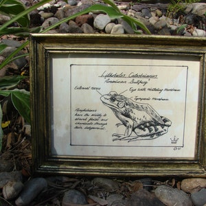 Pen and Ink American Bullfrog Frog Print 5x7 Vintage -like Science ...