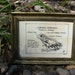 Pen and Ink American Bullfrog Frog Print 5x7 Vintage -like Science ...