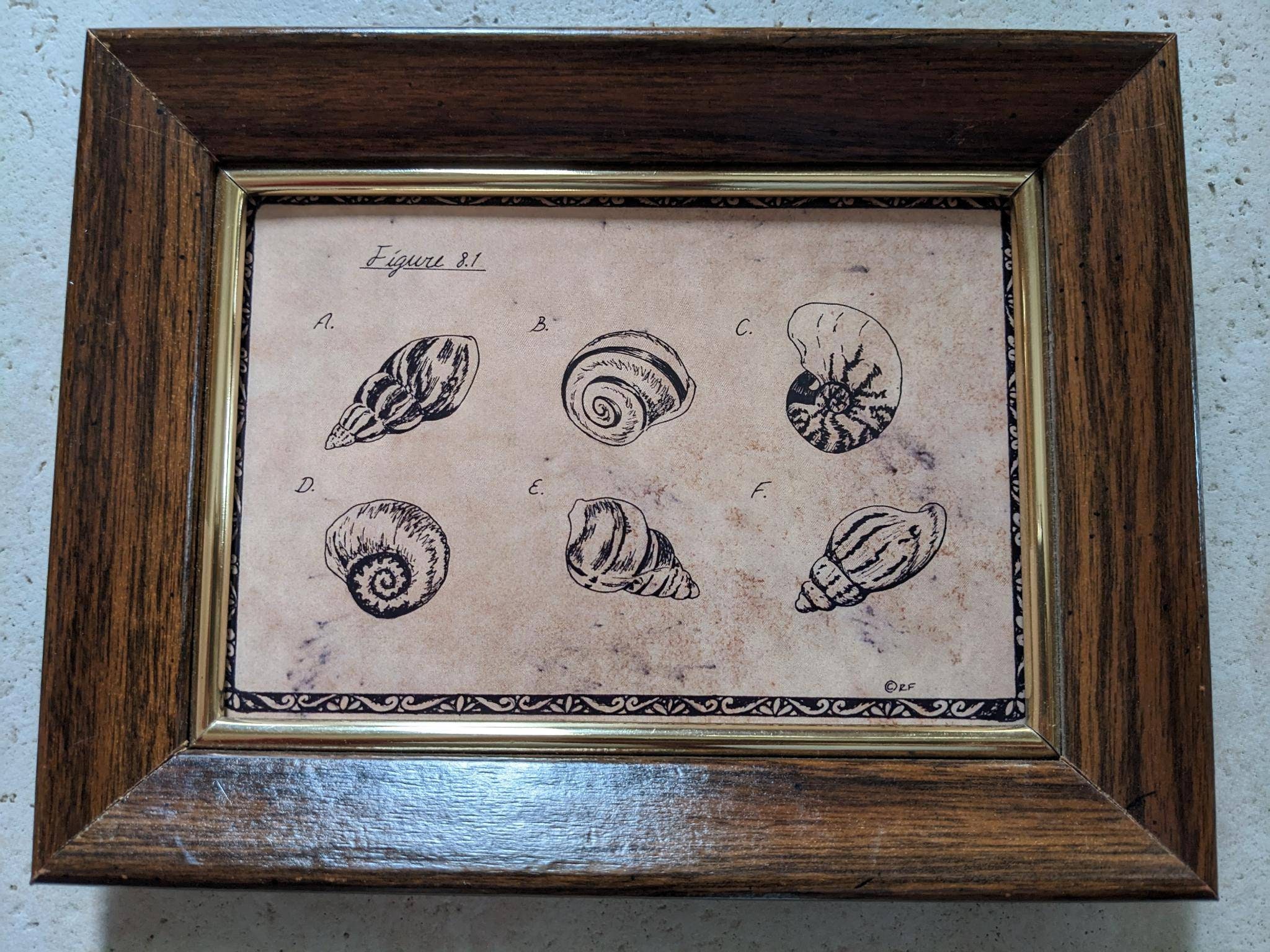 Pen and Ink Shell Diagram Drawing Print 5x7 Vintage like Sea Shore ...