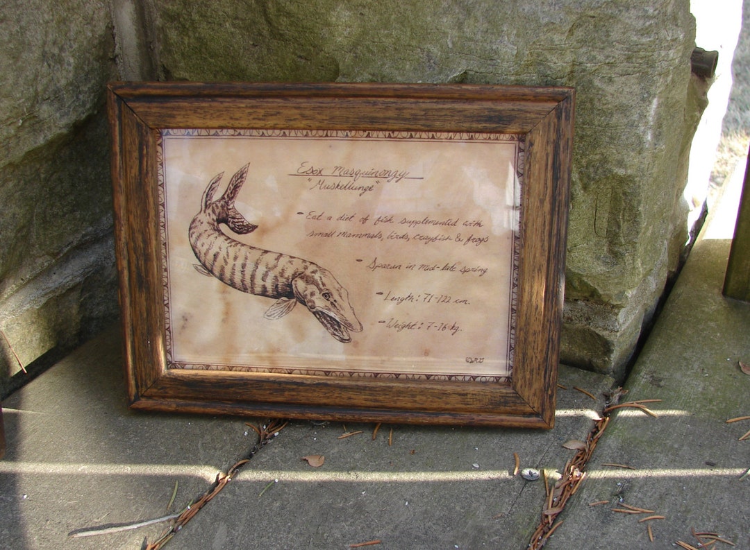 Pen and Ink Muskie Musky Muskellunge Print 5x7 Vintage -like Science ...
