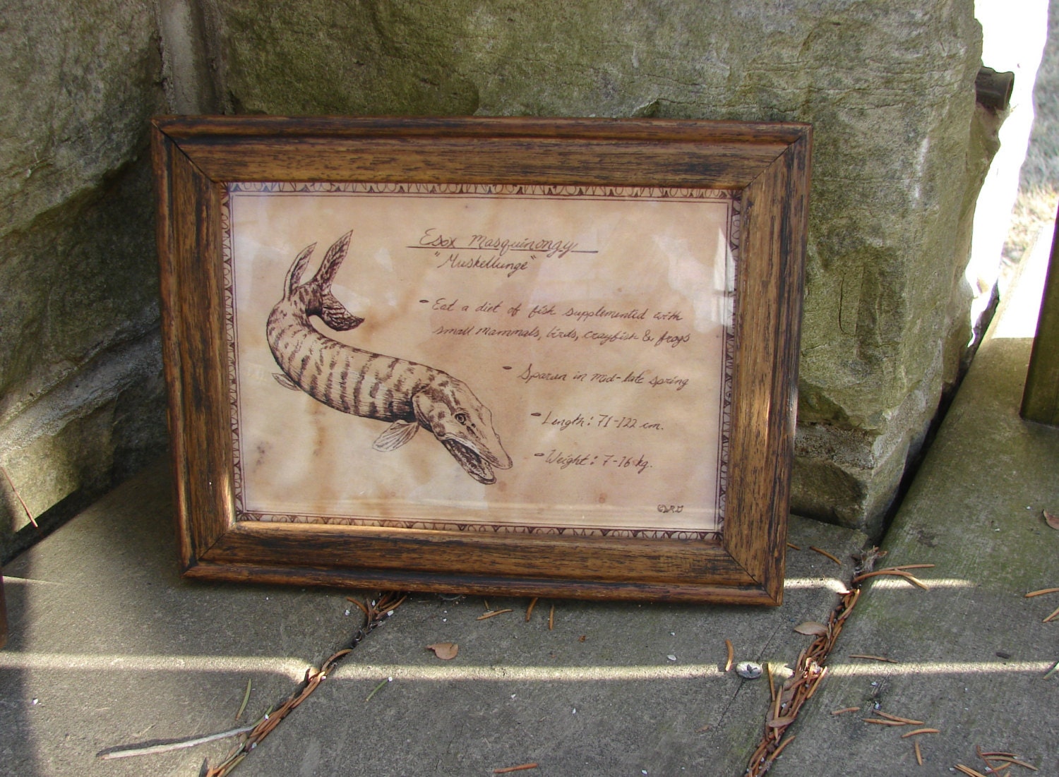 Pen and Ink Muskie Musky Muskellunge Print 5x7 Vintage like Science ...