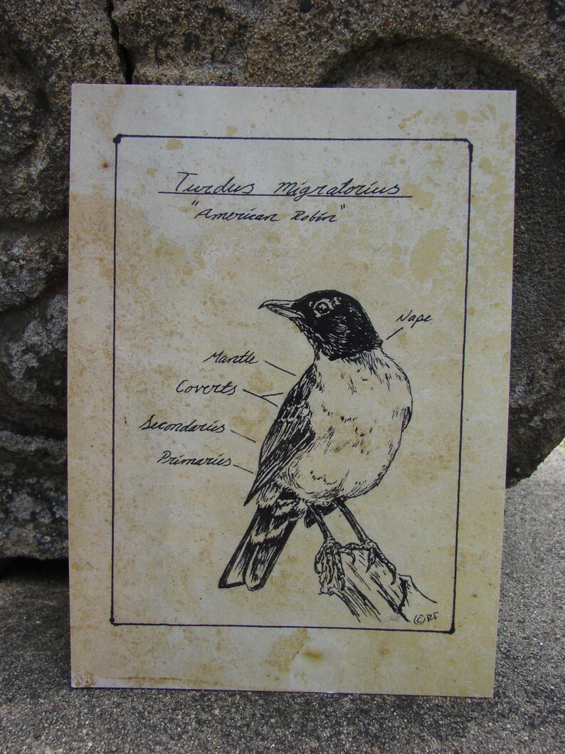 Pen And Ink American Robin Bird Drawing Print 5x7 Vintage Like Science