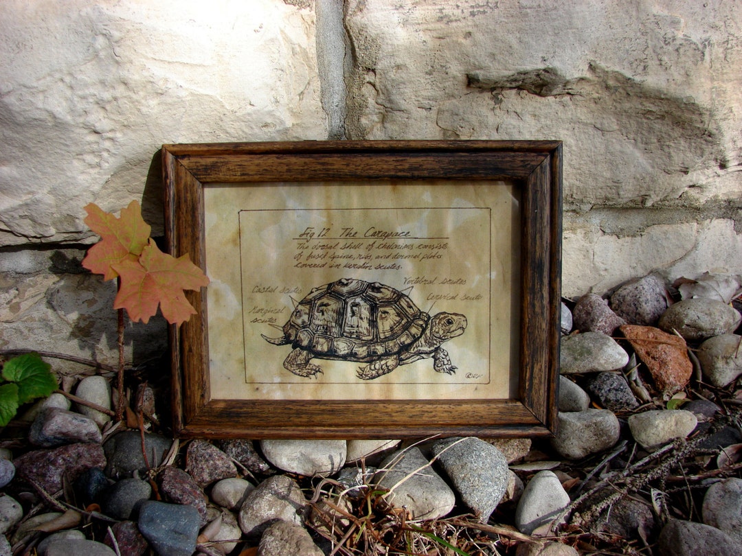 Pen and Ink Box Turtle Print 5x7 Vintage -like Science Diagram Picture ...
