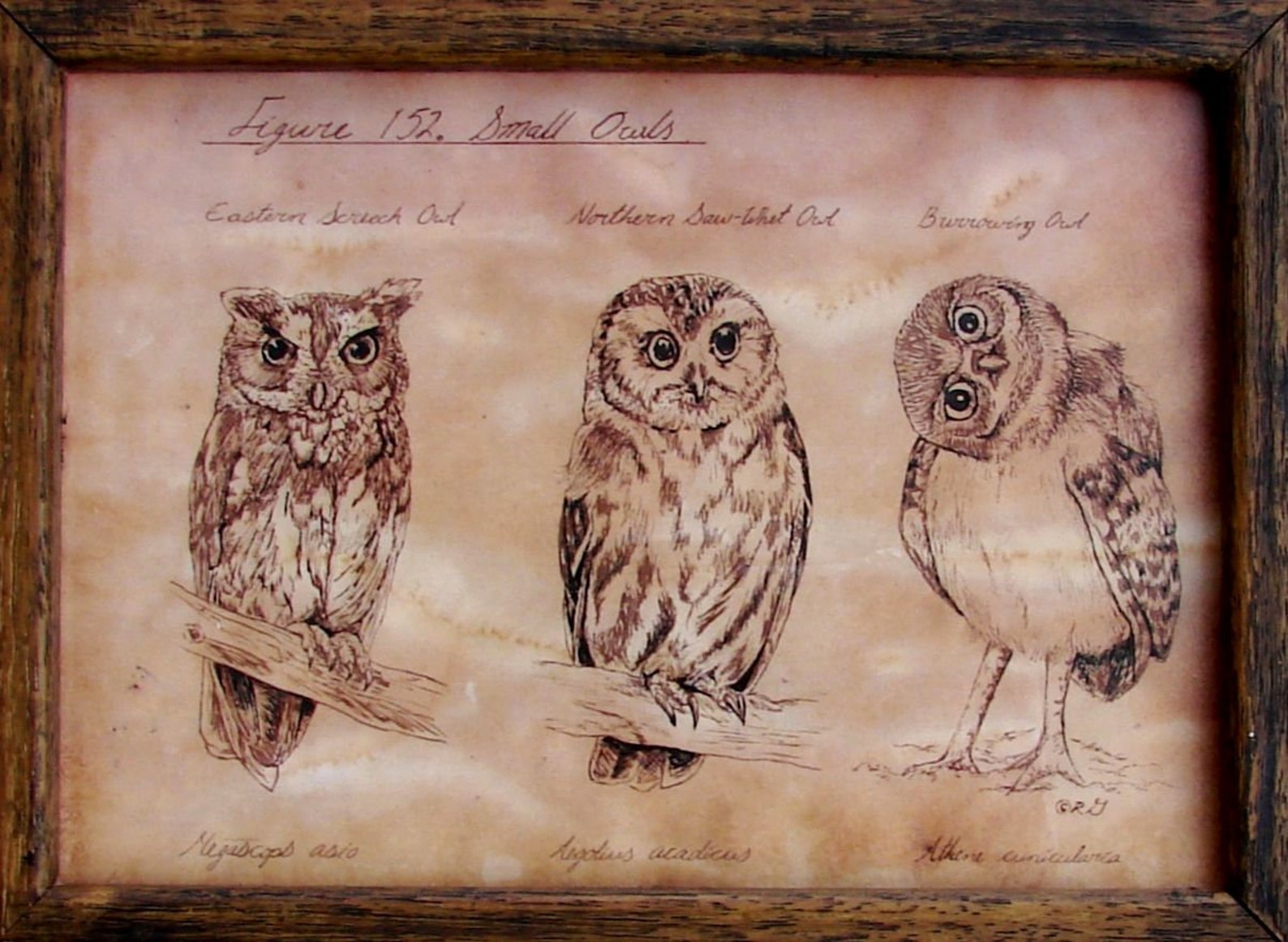 Pen and Ink Small Owl Drawing Print 5x7 Vintage -like Nerdy Science ...