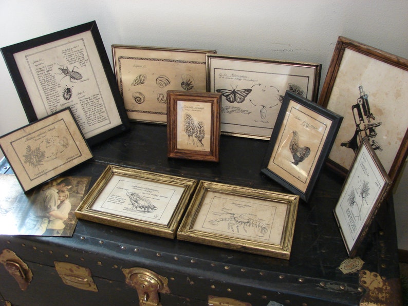 Pen and Ink American Bullfrog Frog Print 5x7 Vintage -like Science ...